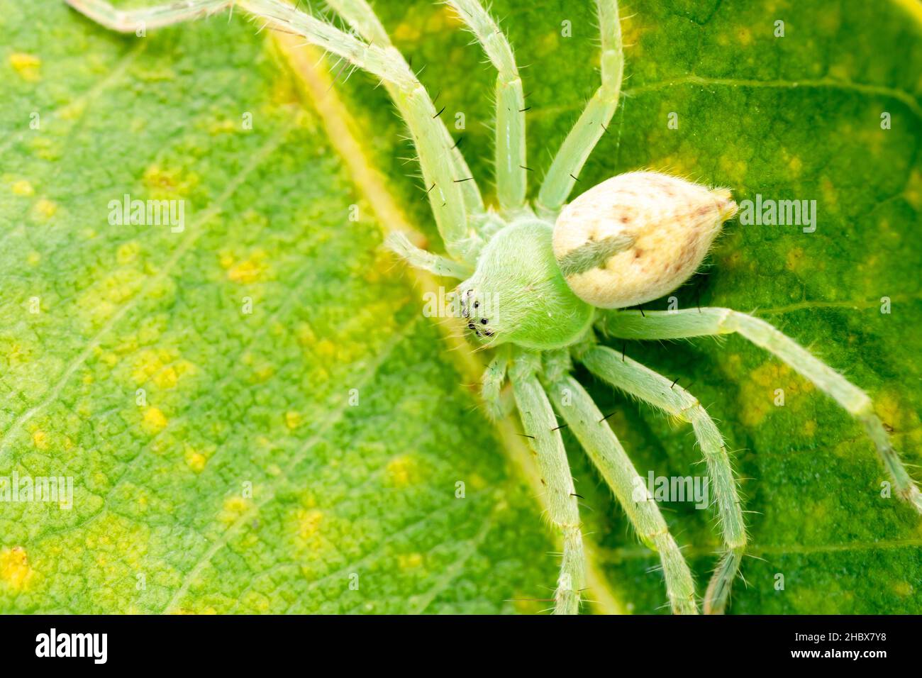 Huntsman spiders hi-res stock photography and images - Alamy
