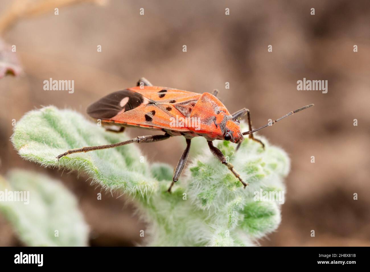 Ground bugs hi-res stock photography and images - Alamy