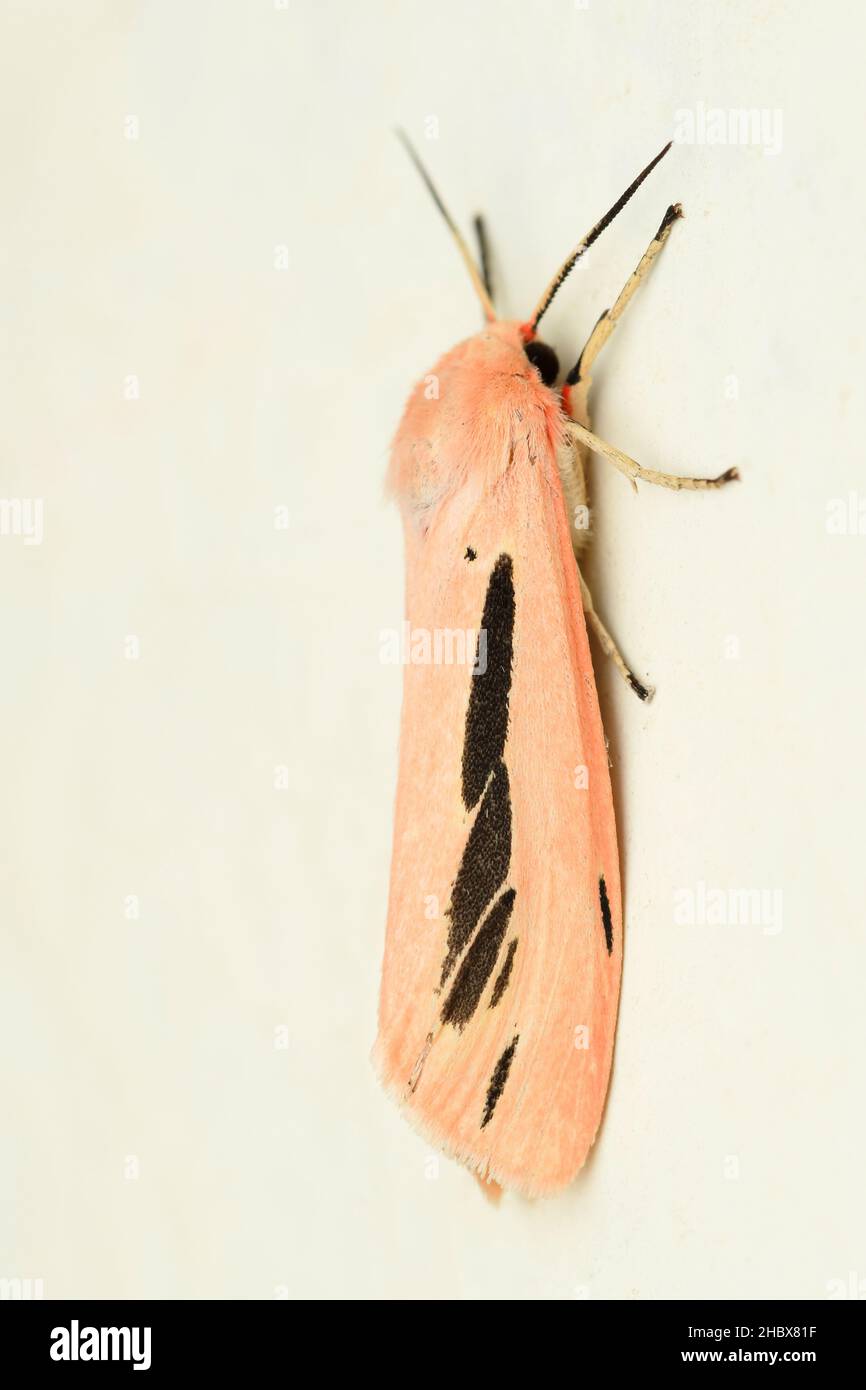 Lateral of Streaked tiger moth, Creatonotos gangis, Distribution- India ...