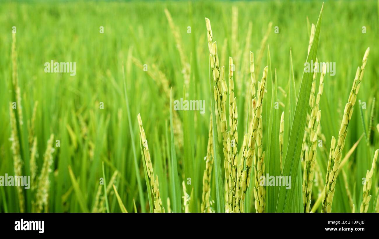 Rice plant hi-res stock photography and images - Alamy