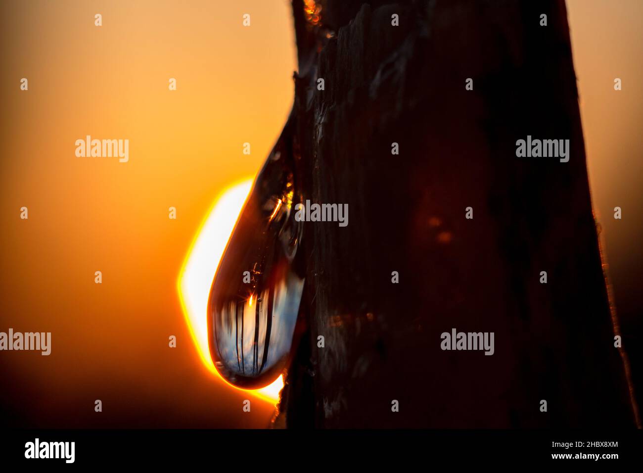Inverted sunset view and blue sky in a drop of pine resin, a small ...