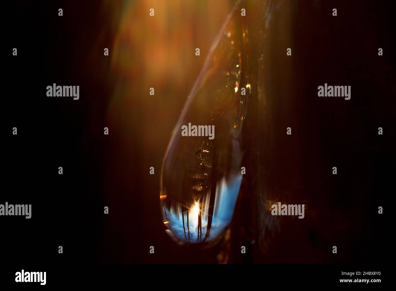 Inverted sunset view and blue sky in a drop of pine resin, a small ...