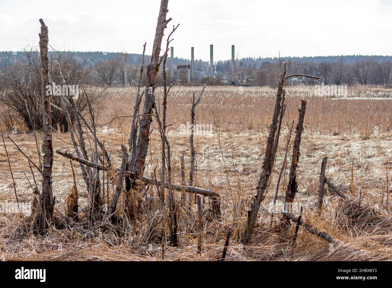 Dry trees and concrete poles in the background, nature and ...