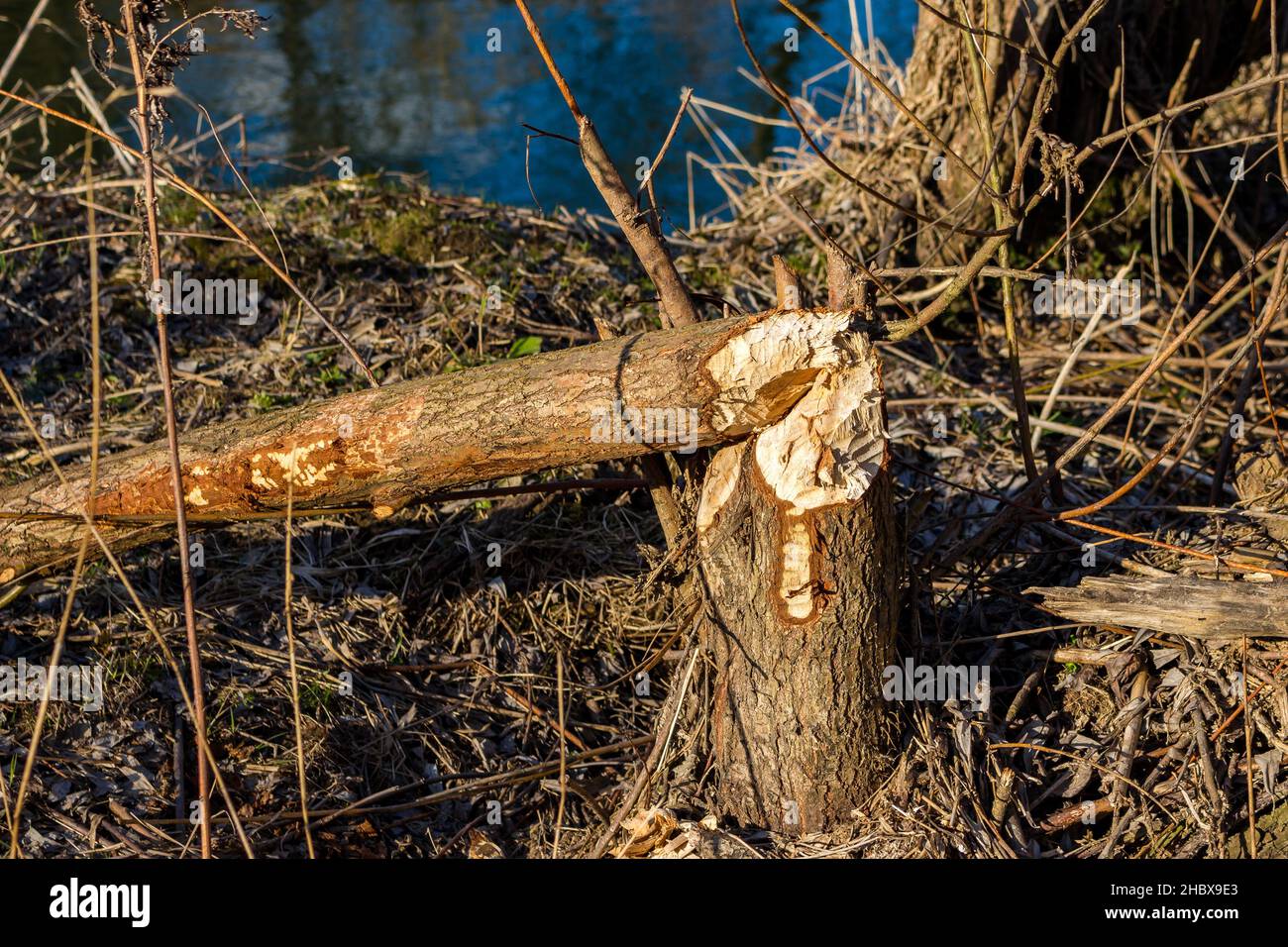 Fallen tree bitten by beavers Stock Photo - Alamy