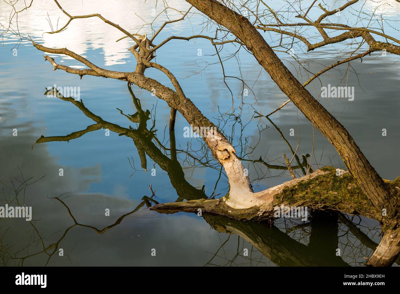 Fallen tree in river hi-res stock photography and images - Alamy
