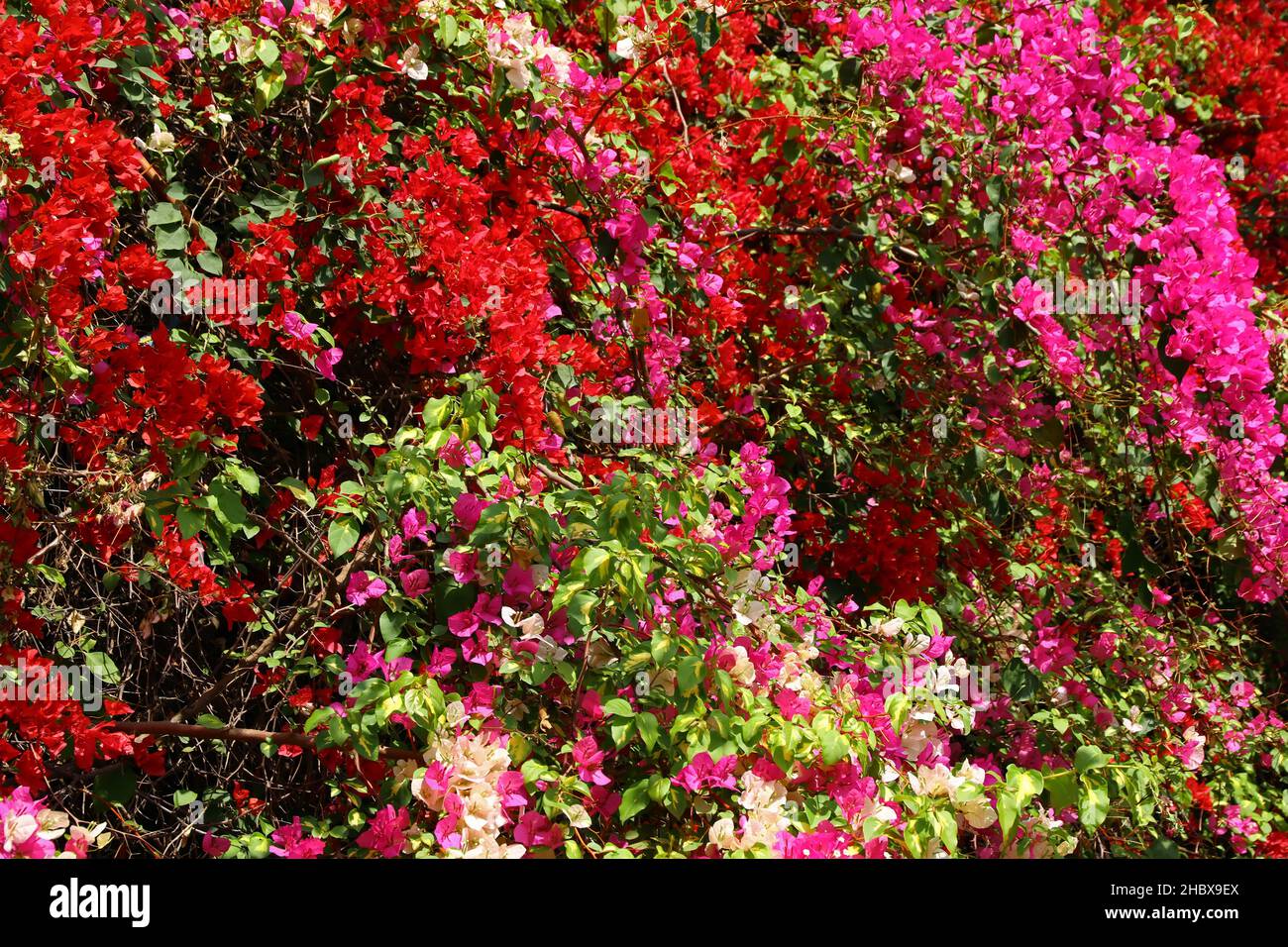 Shakarparian hill hi-res stock photography and images - Alamy
