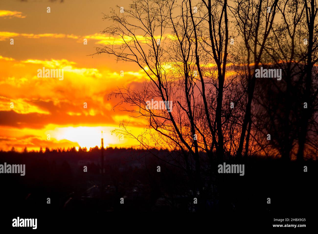 Fire red sunset behind trees silhouette Stock Photo - Alamy