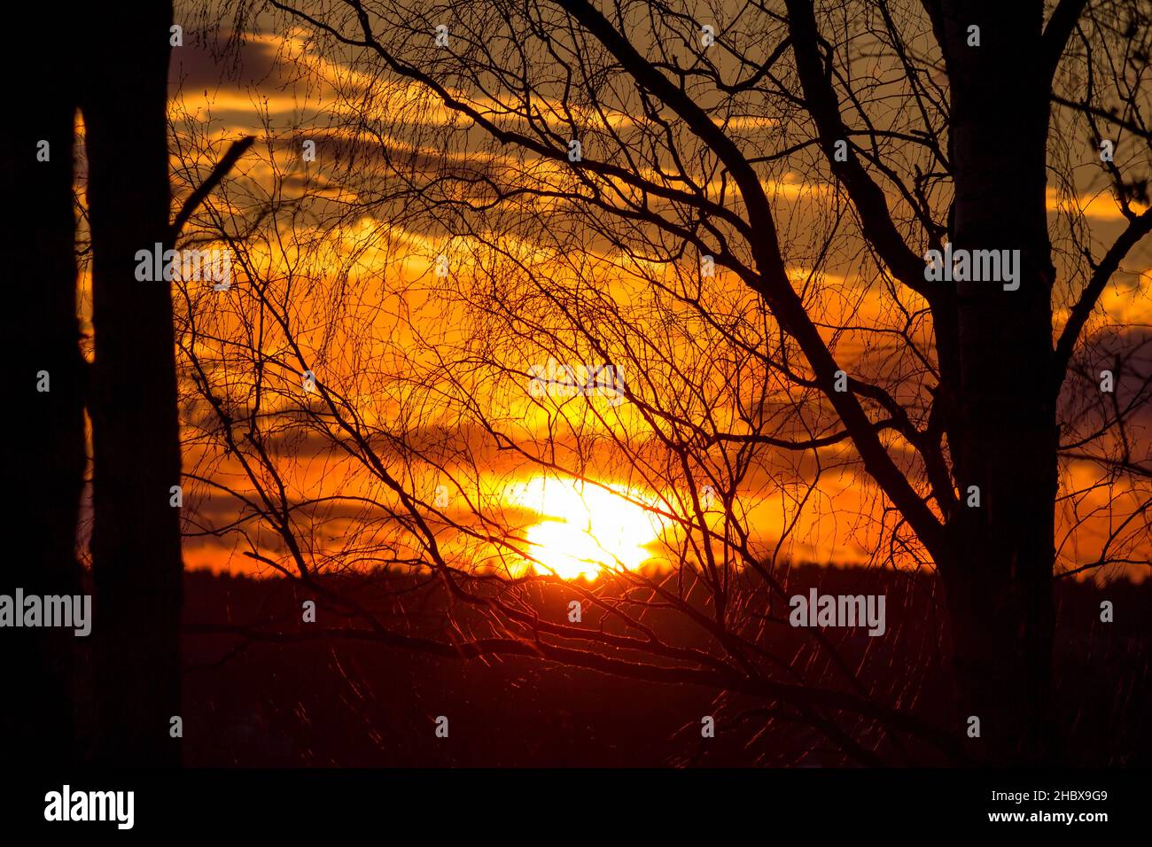 Beautiful red-fiery sunset behind tree branches Stock Photo - Alamy
