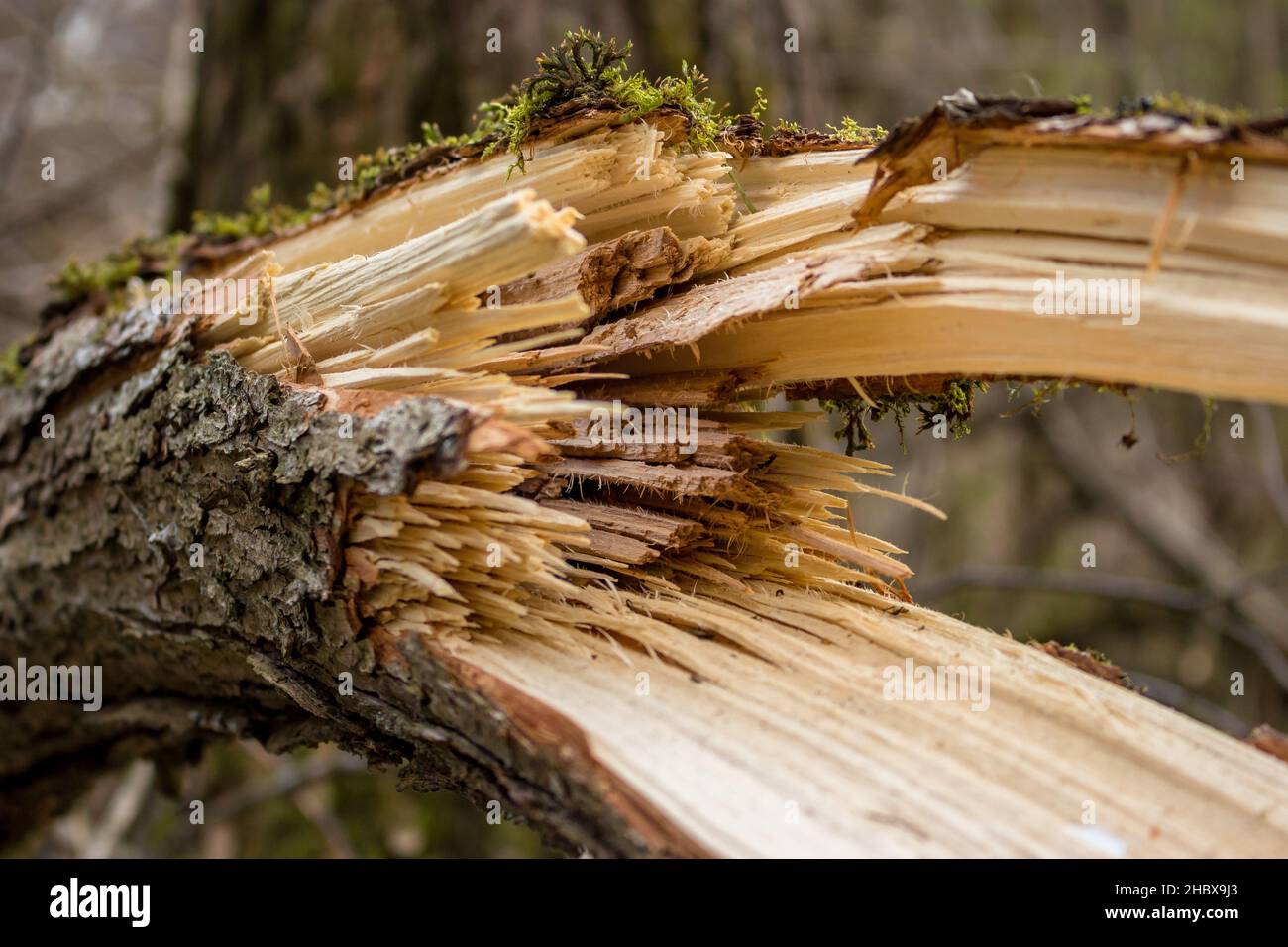 Fibers of a tree broken from the wind Stock Photo - Alamy