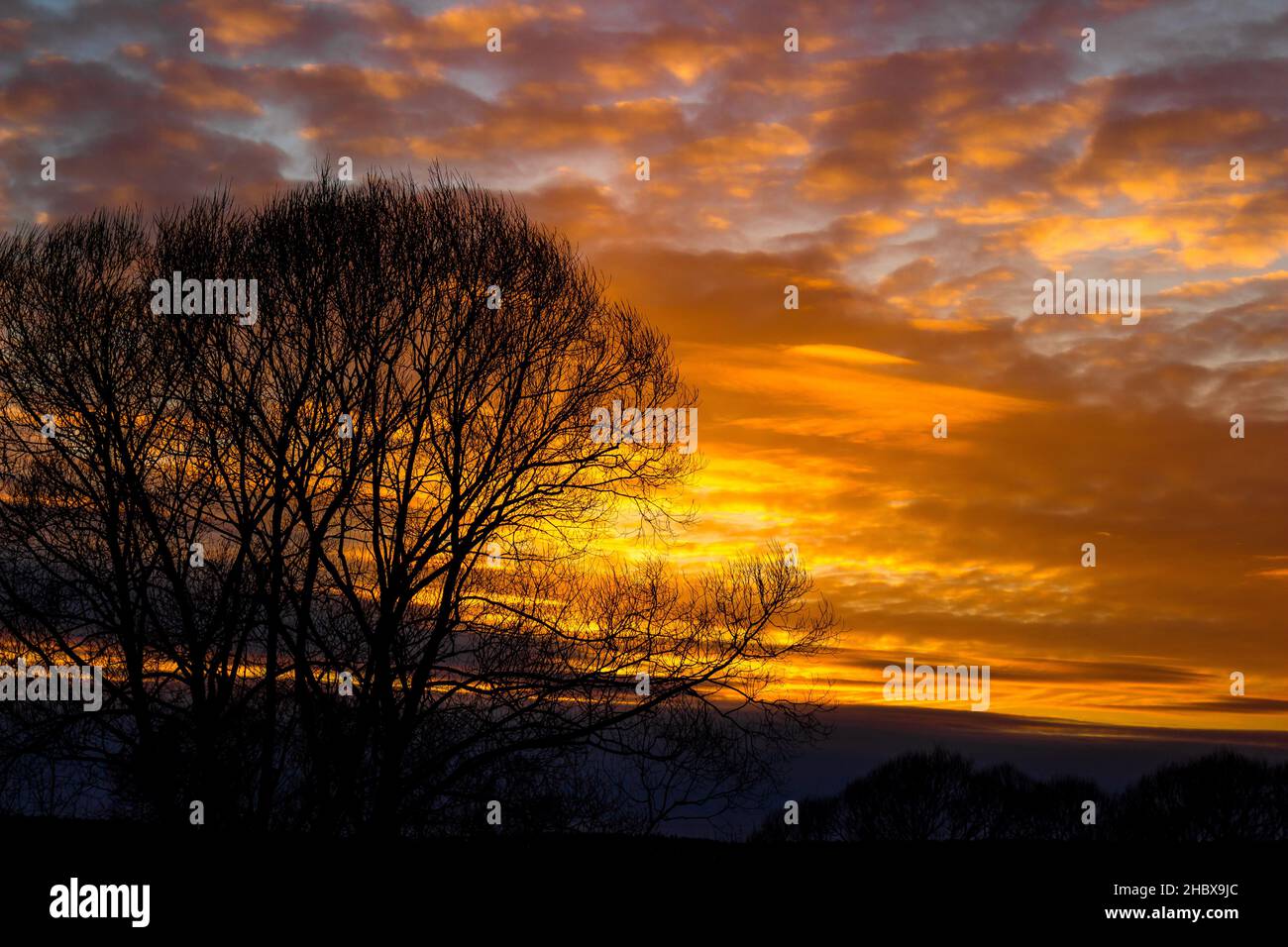 Colorful multicolor sunset behind silhouettes of trees, awesome ...