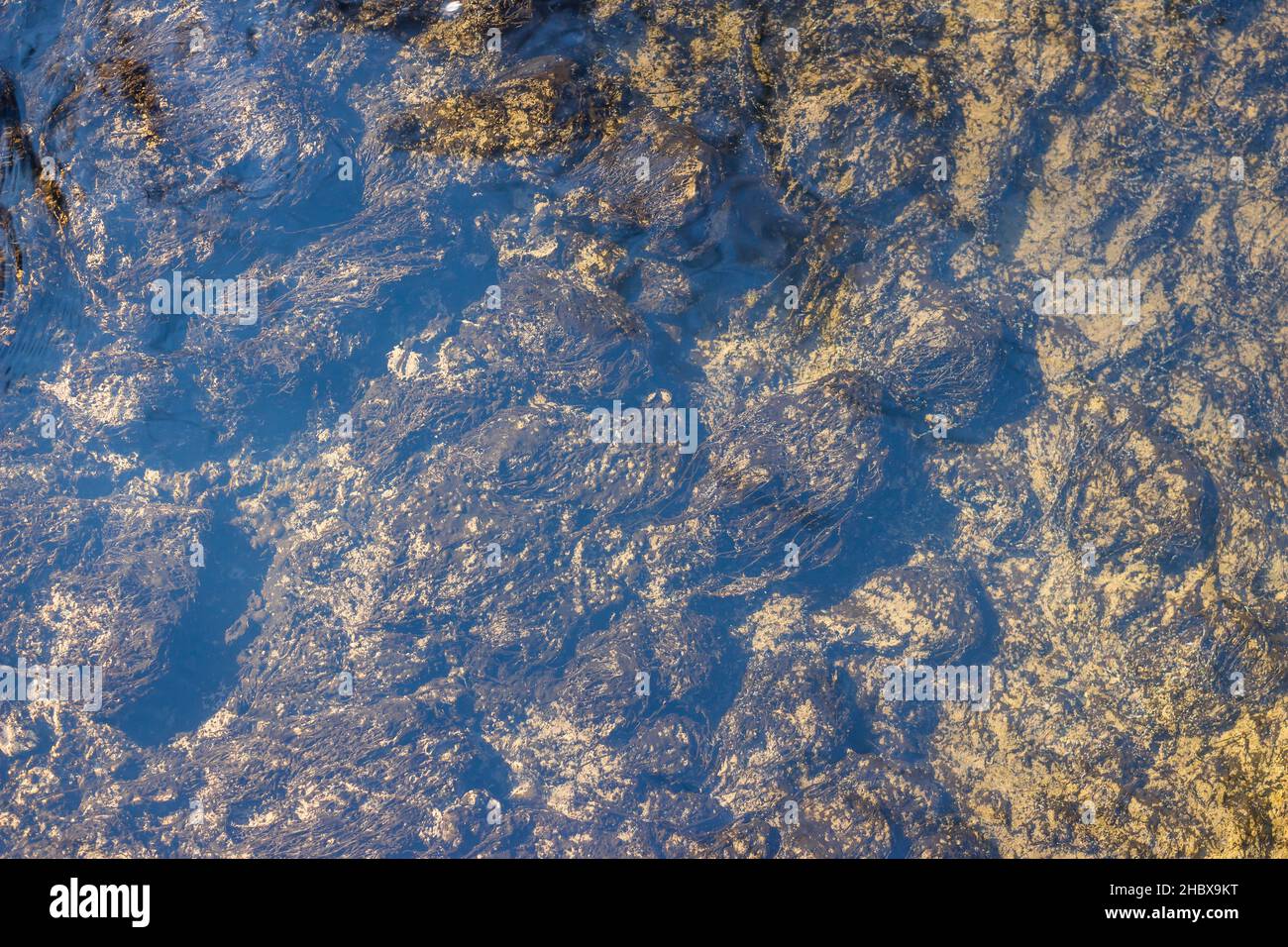 Bluish sheen of clear water and seaweed at the bottom of the creek ...