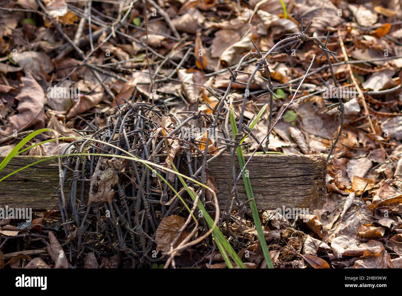 The remains of barbed wire thrown on the ground Stock Photo - Alamy