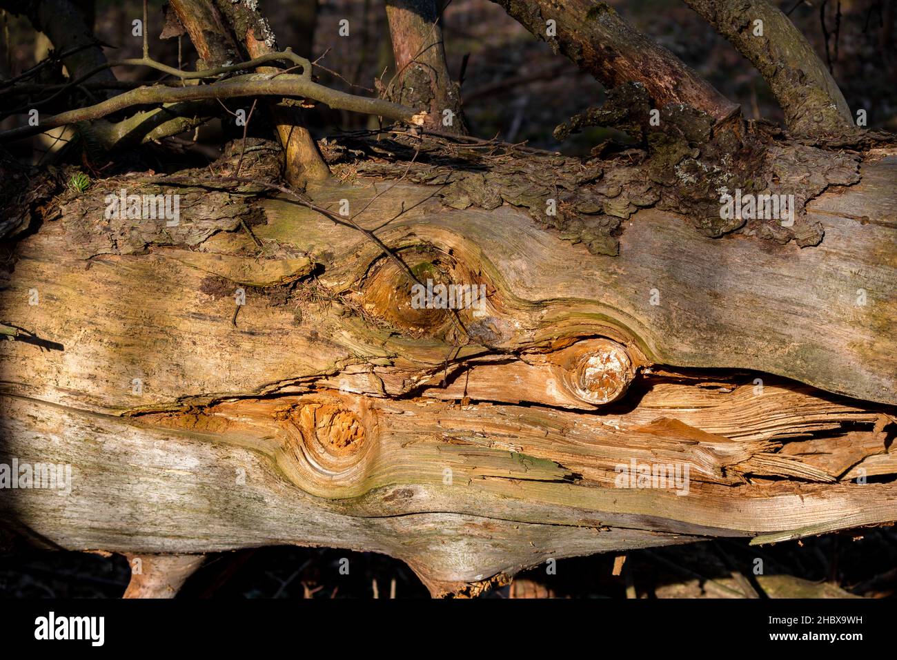 Fallen old spruce tree in a dense forest lit by the sun Stock Photo - Alamy