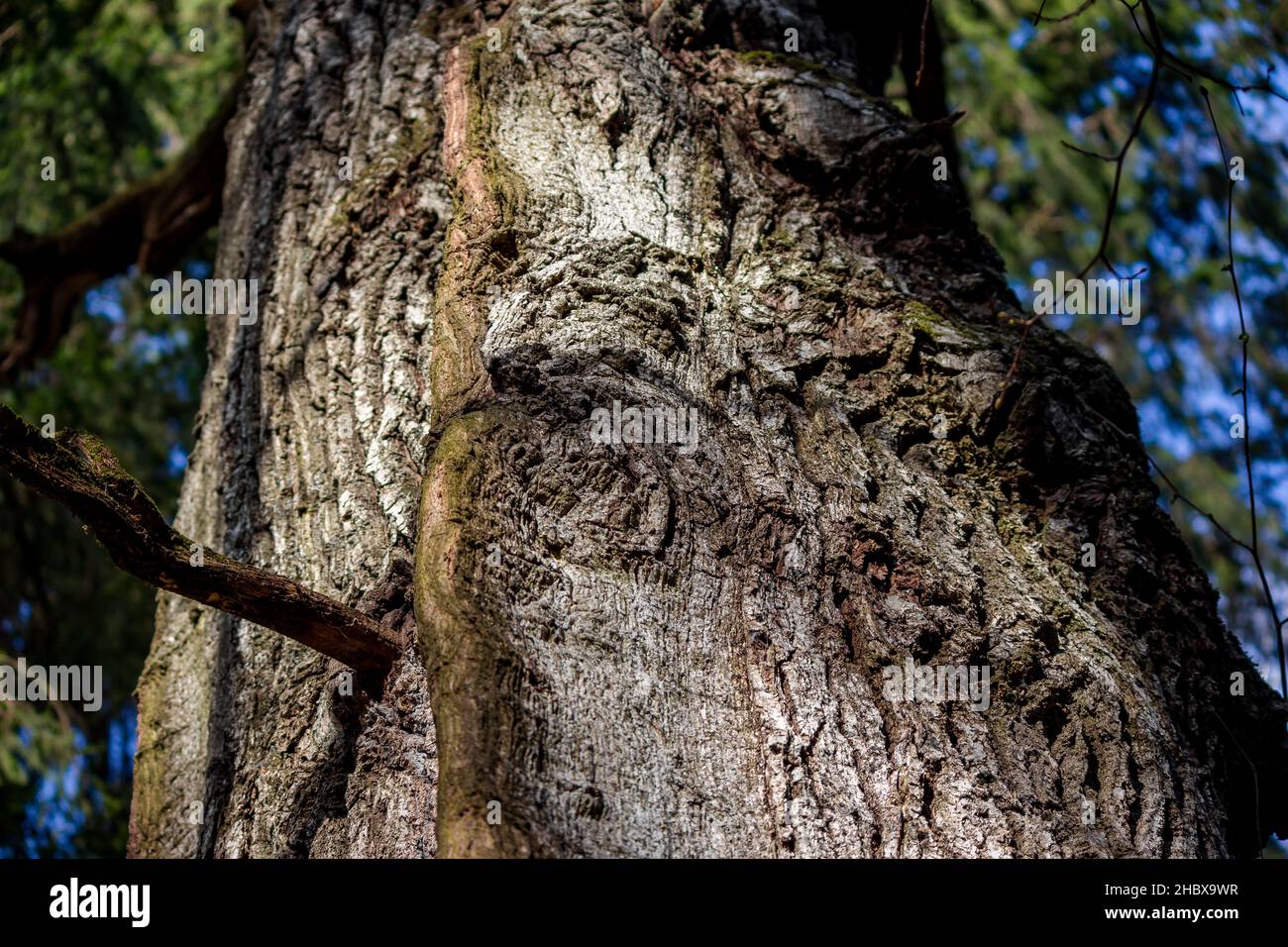 Powerful bark of an old oak close up Stock Photo - Alamy
