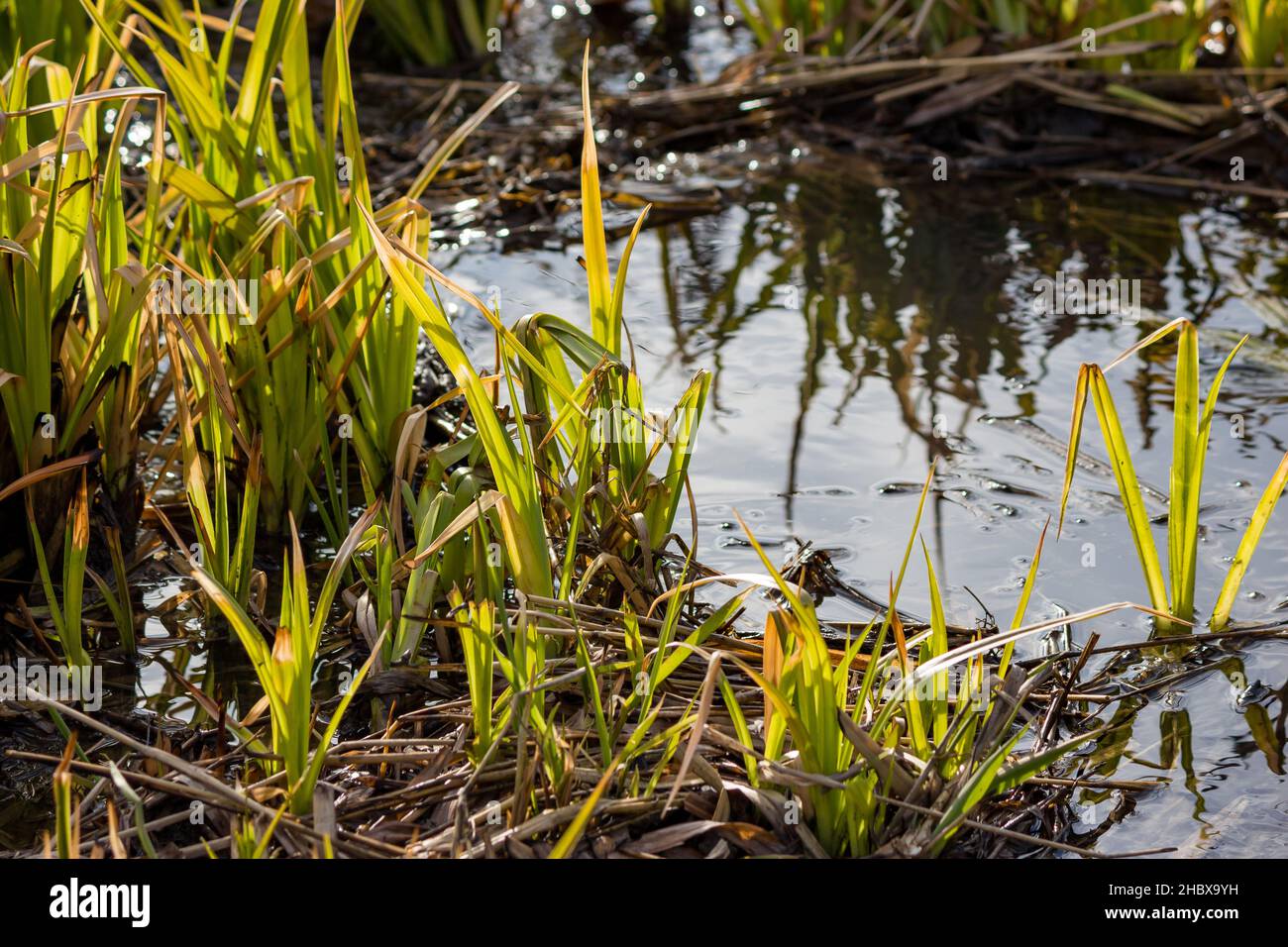 Thickets grass water in hi-res stock photography and images - Alamy