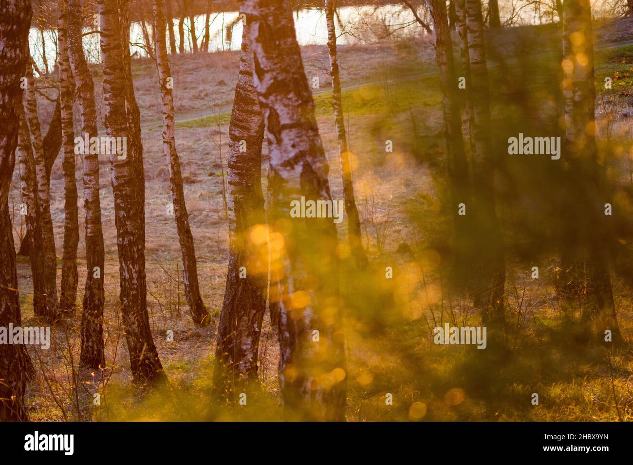 Warm background with a view of the birch grove Stock Photo - Alamy