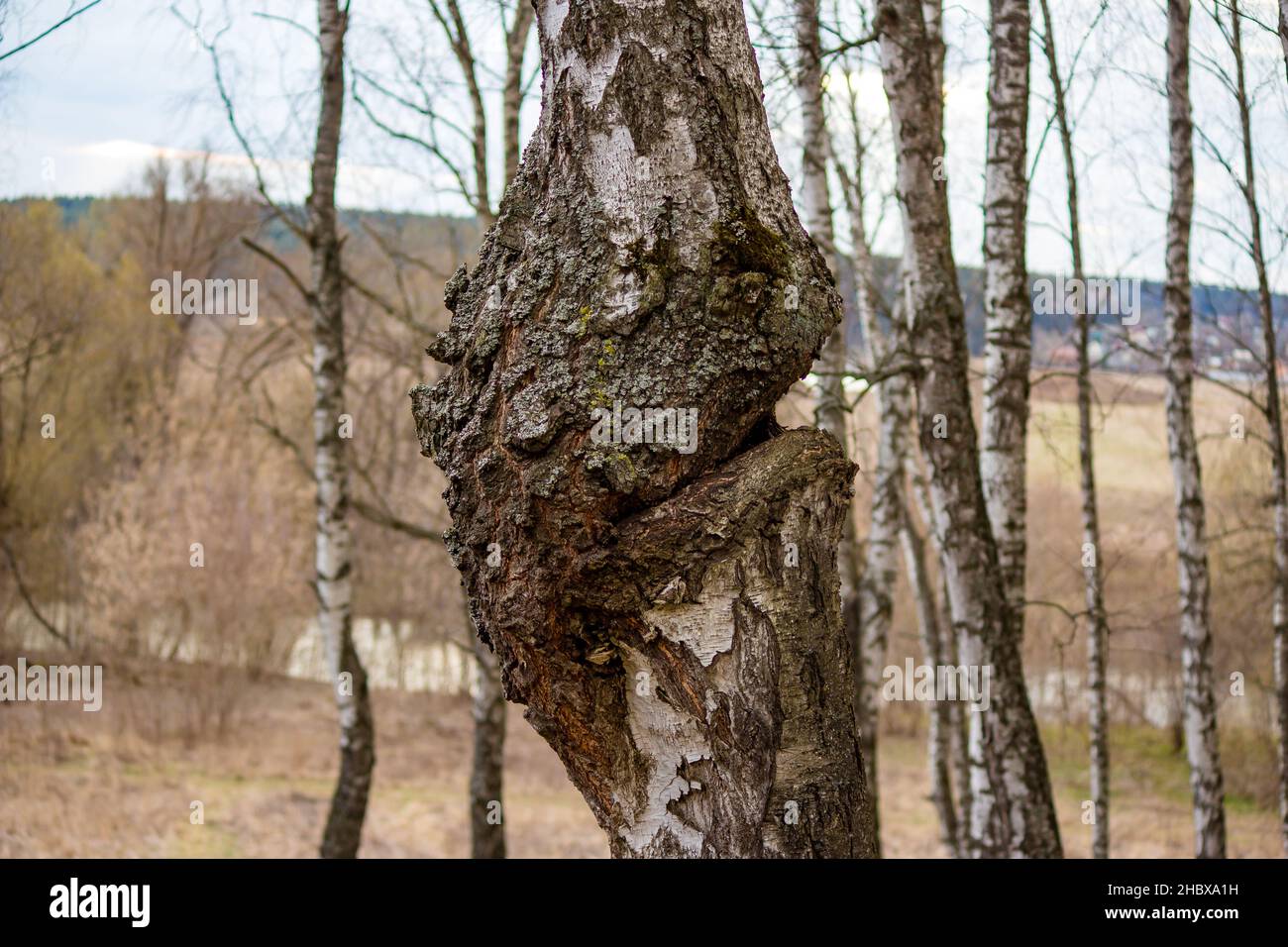 Growing birch healed itself after a fracture Stock Photo - Alamy