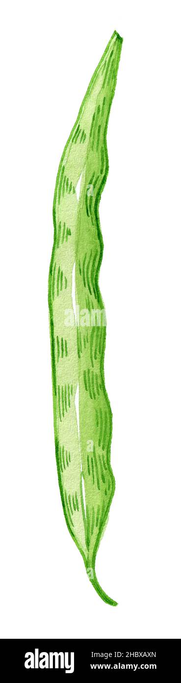 Pea pod. Hand drawn watercolor painting on white background ...