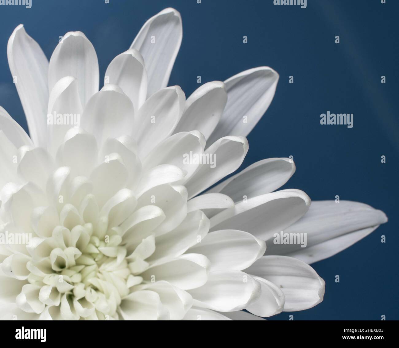 Cremone Flower High Resolution Stock Photography and Images - Alamy