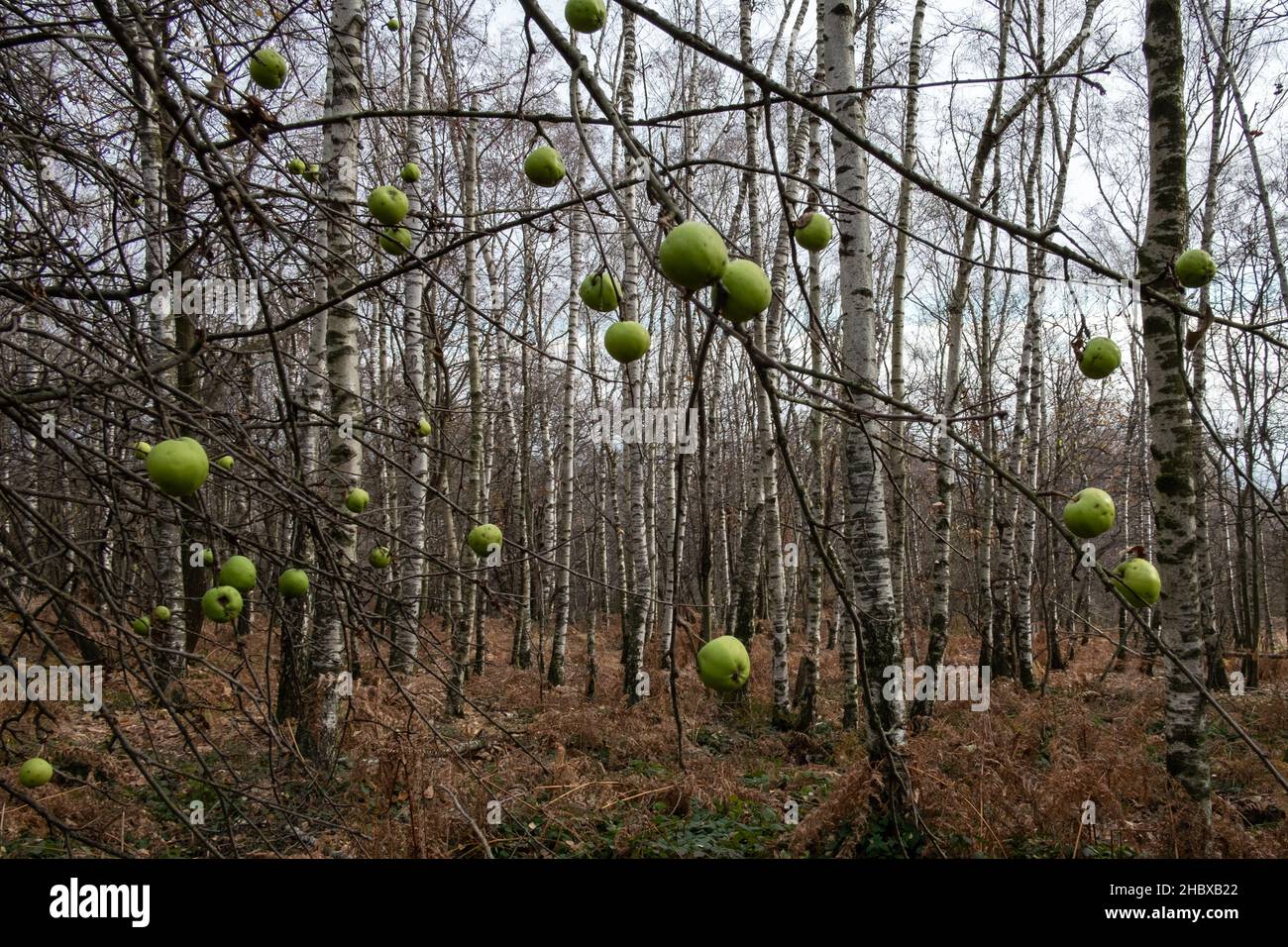 Apples Falling Tree Branch High Resolution Stock Photography and Images ...