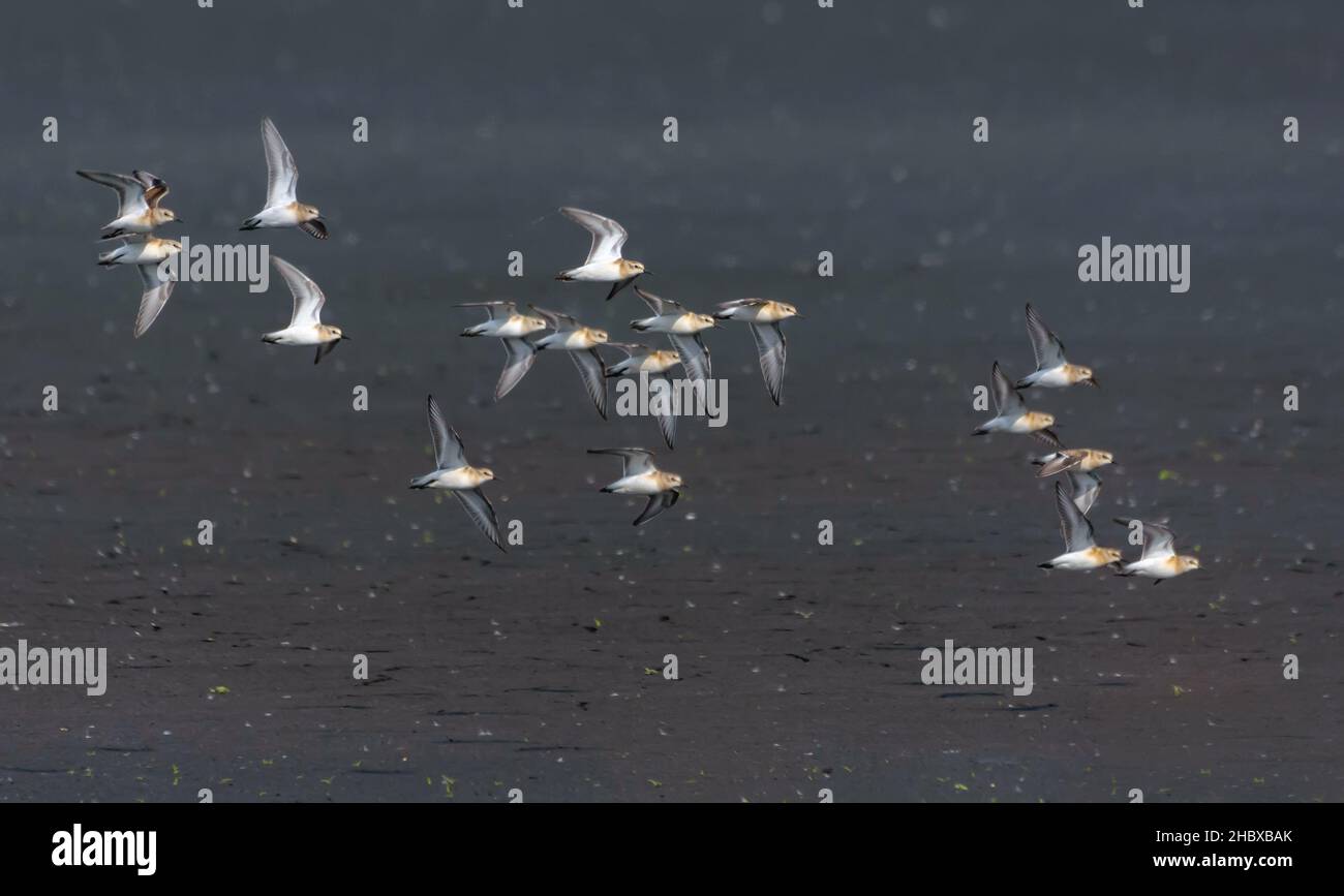 Stints hi-res stock photography and images - Alamy