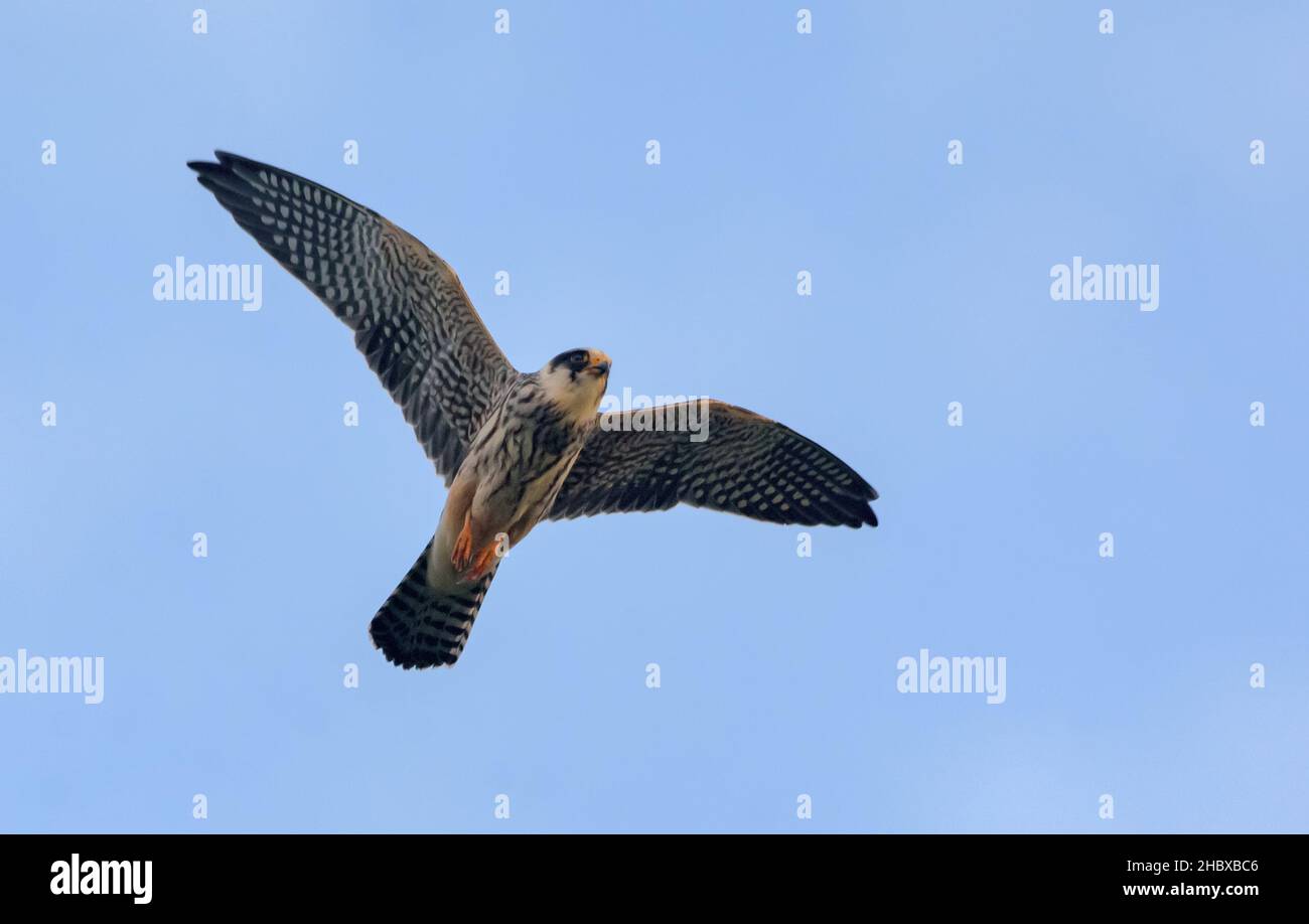 Young Red-footed falcon (Falco vespertinus) in rapid flight with ...