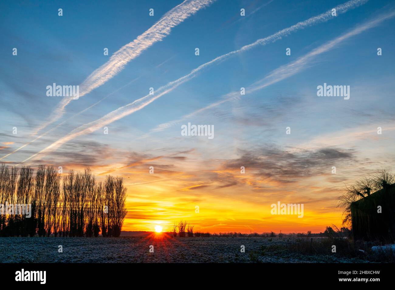 Sunrise over a frost covered field with a line of poplar trees on the ...