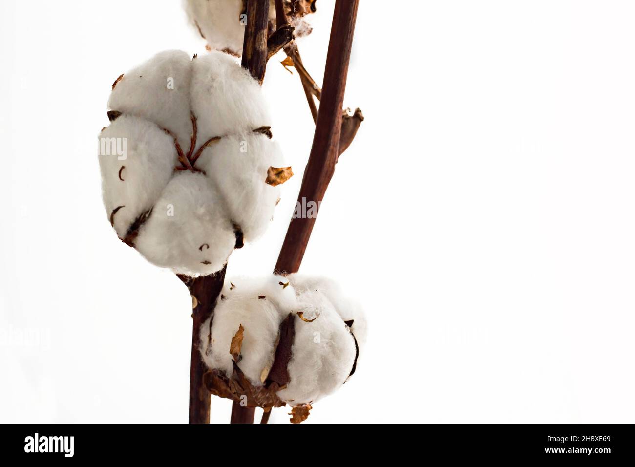 Natural Cotton Branch with cotton bolls isolated on white with copy ...