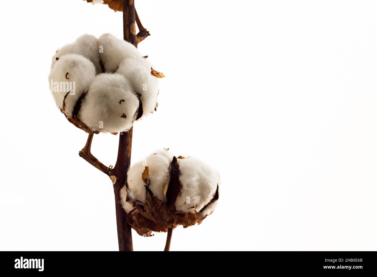 Natural Cotton Branch with cotton bolls isolated on white with copy ...