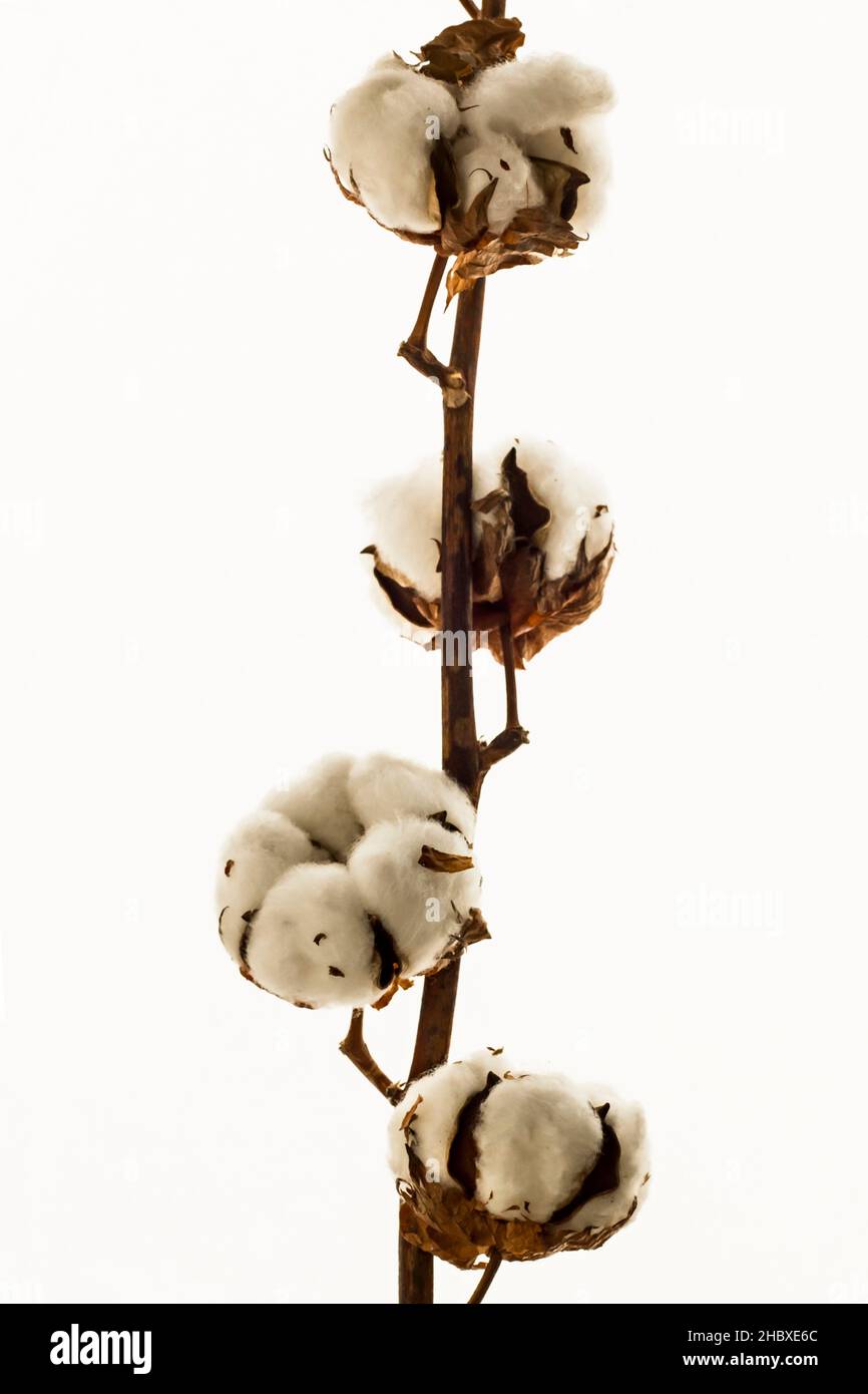 Natural Cotton Branch with cotton bolls isolated on white.The branch ...