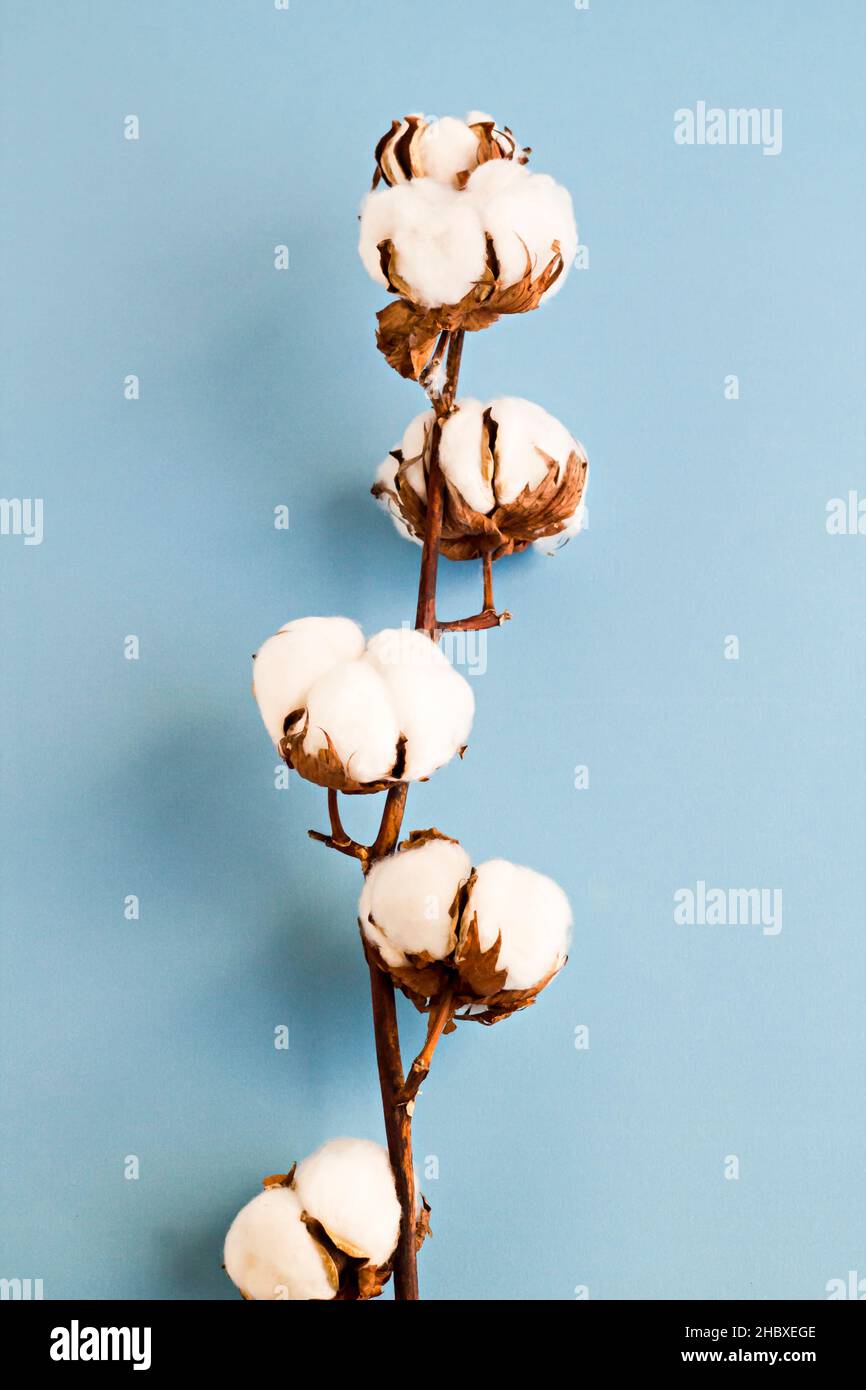 Natural Dry Cotton Branch with cotton bolls,flat layout on blue ...