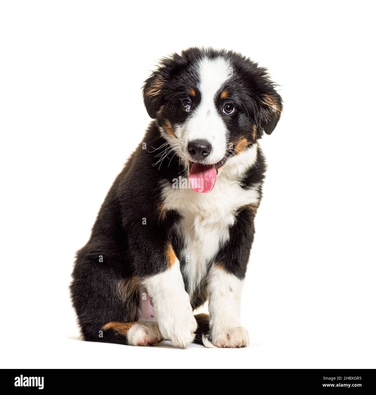 Puppy Bordernese dog. Mixedbreed Border Collie and Bernese Mountain Dog ...