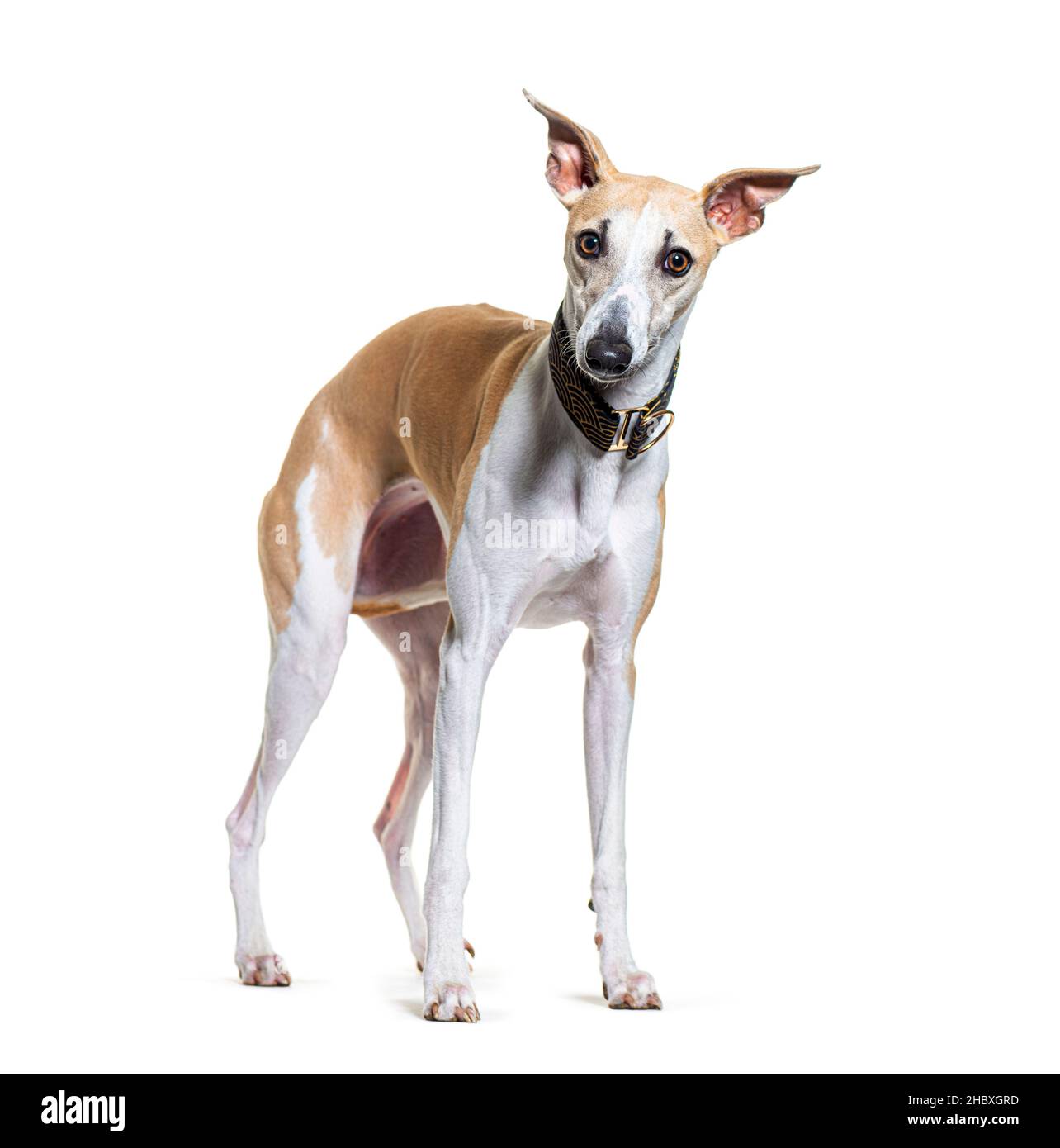 English whippet hi-res stock photography and images - Alamy