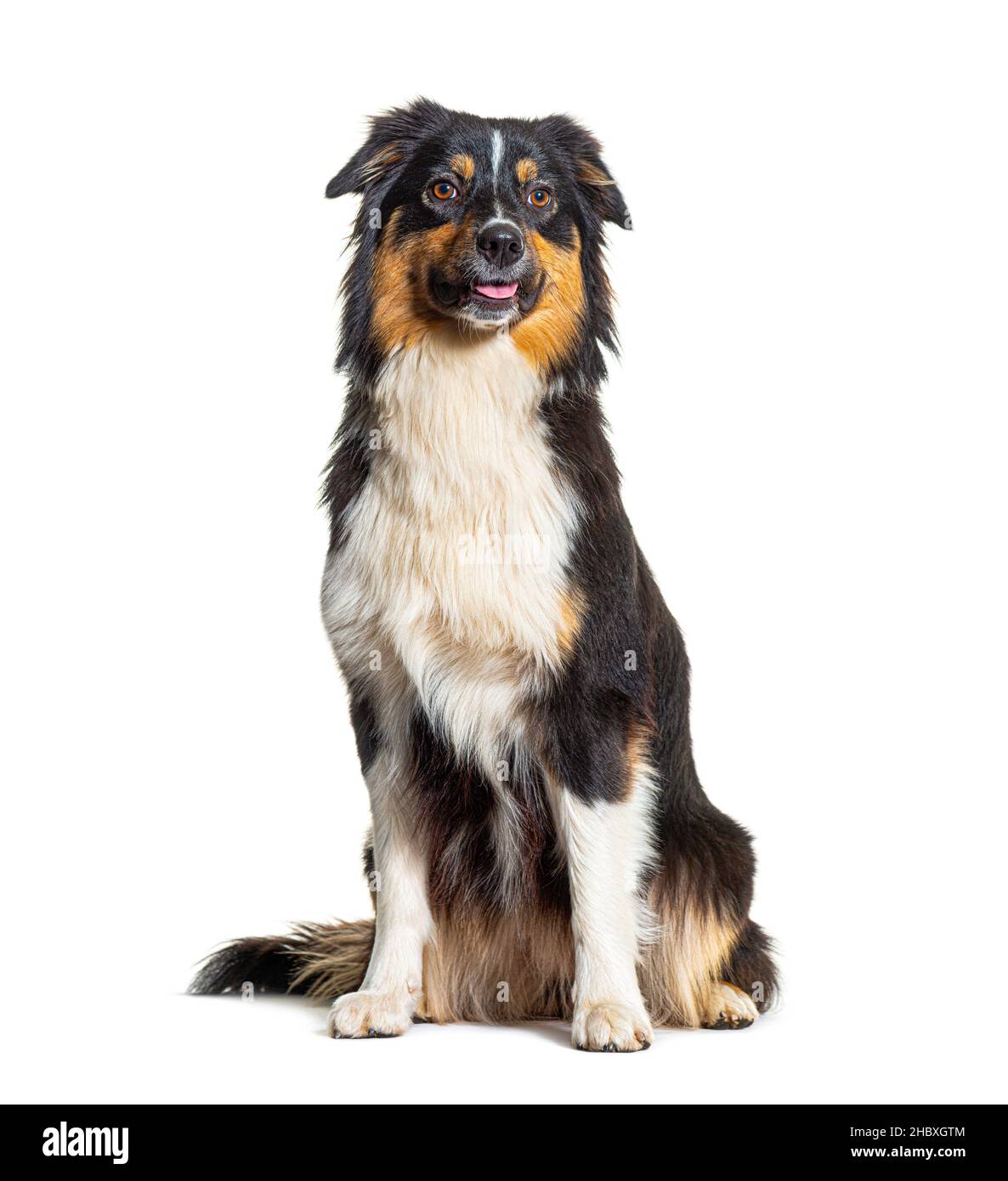 How To Cut A English Shepherd