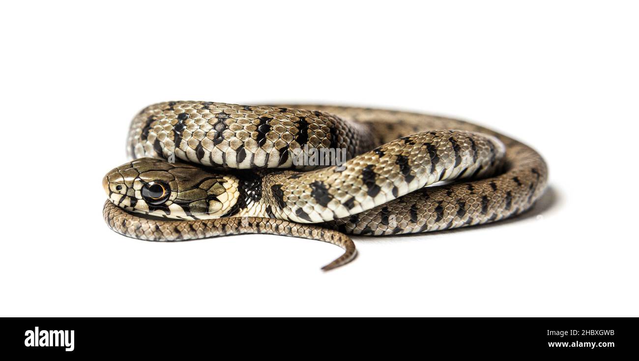 Snake with white collar Cut Out Stock Images & Pictures - Alamy