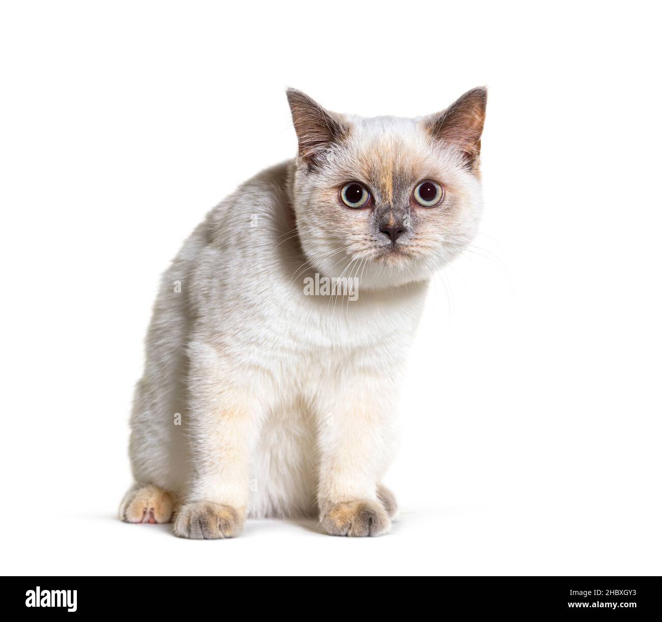 Animal point of view hi-res stock photography and images - Alamy