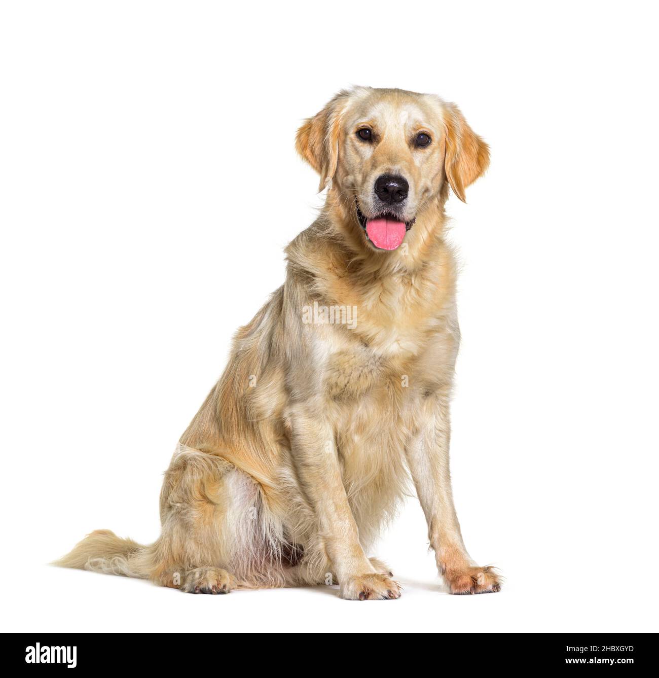 Yellow Golden Retrievers