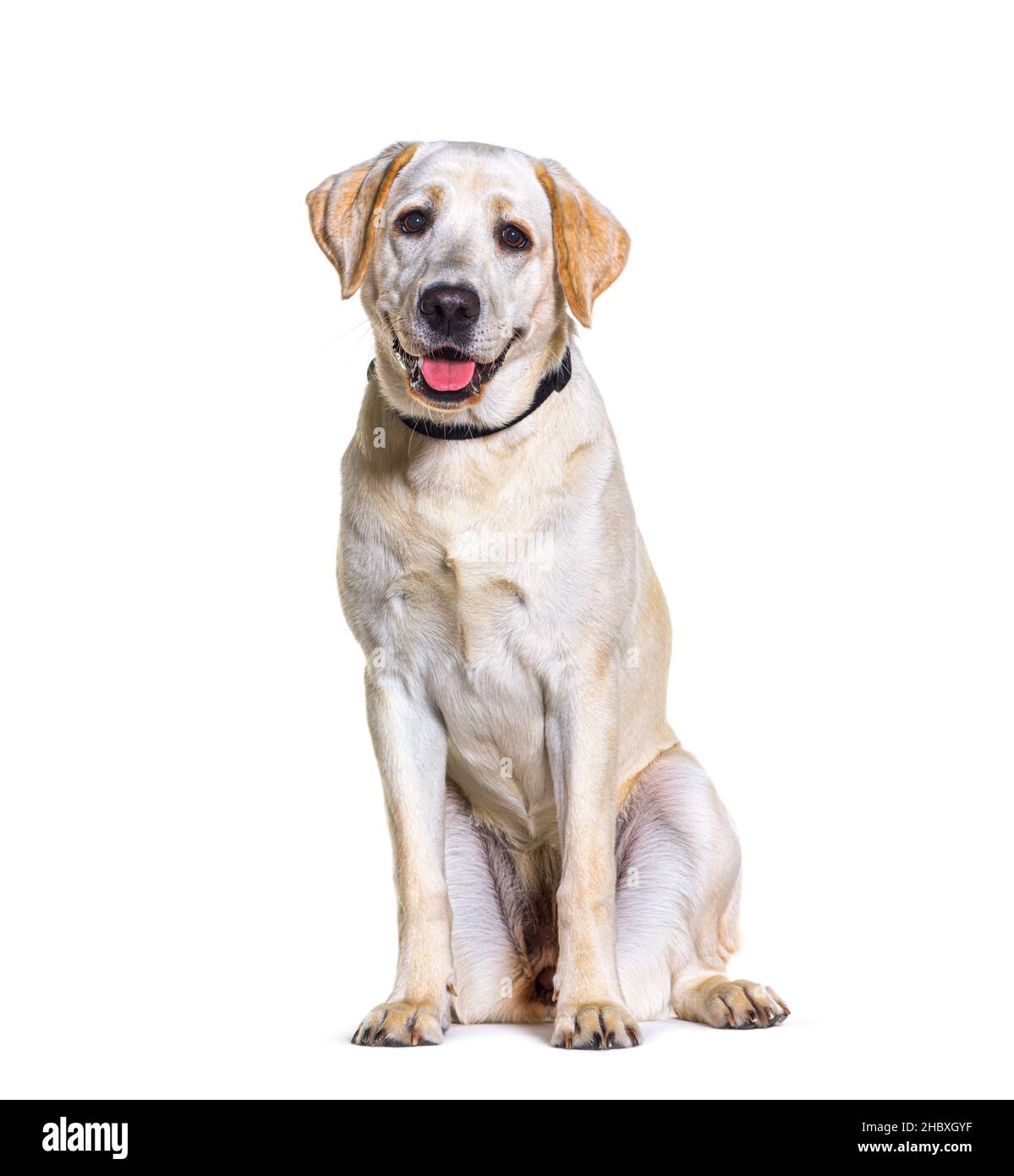 Yellow Labrador panting, sitting, isolated on white Stock Photo - Alamy
