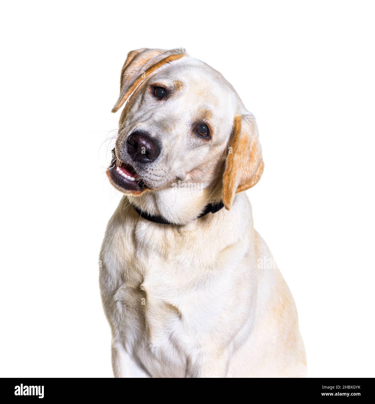 One dog hi-res stock photography and images - Alamy