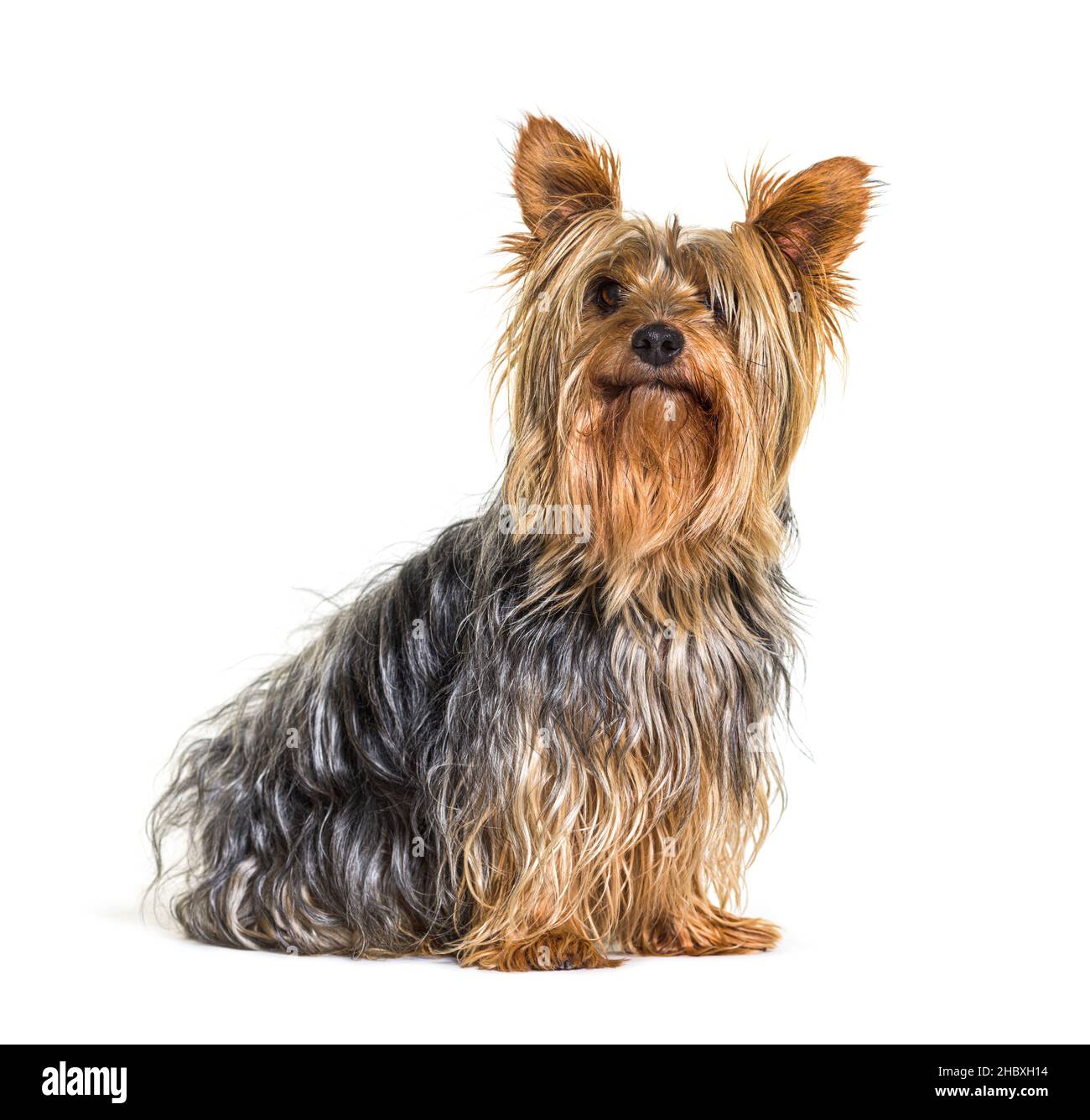 Long haired yorkshire terrier hi-res stock photography and images - Alamy