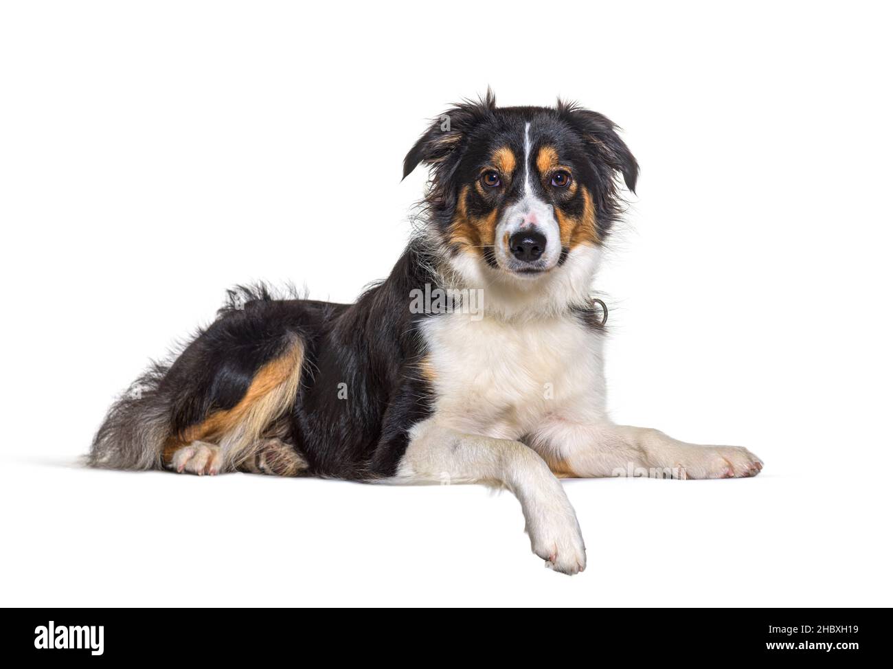 Border collie dog lying down and wearing a collar a paw hangs down ...