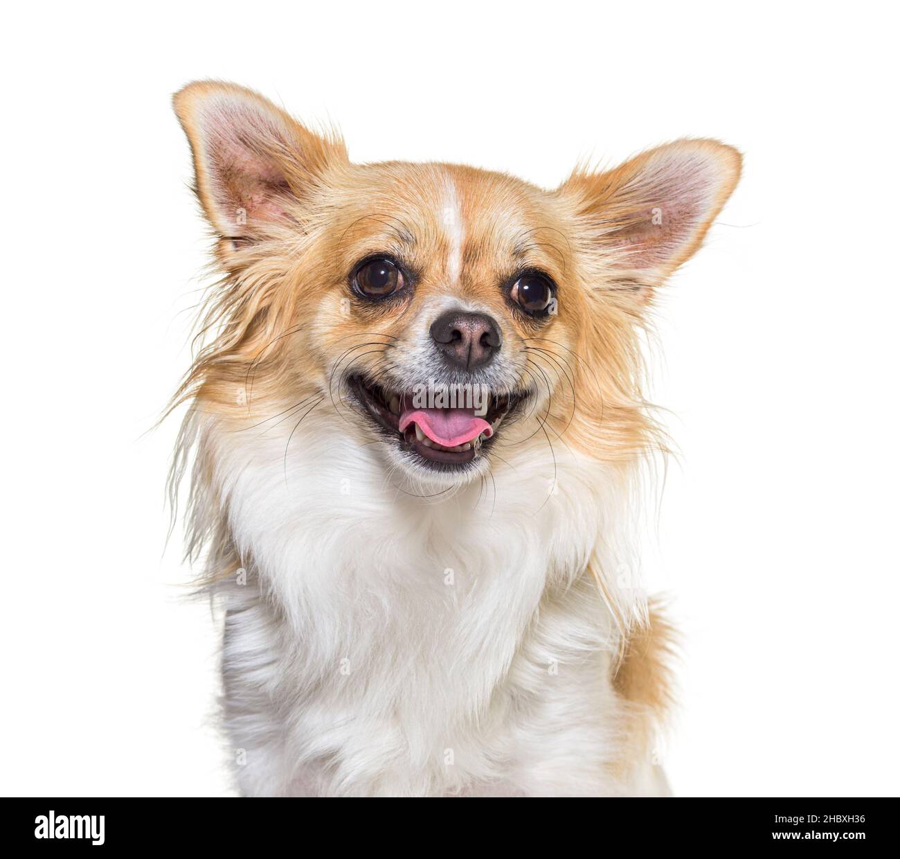Dog Smiley Face