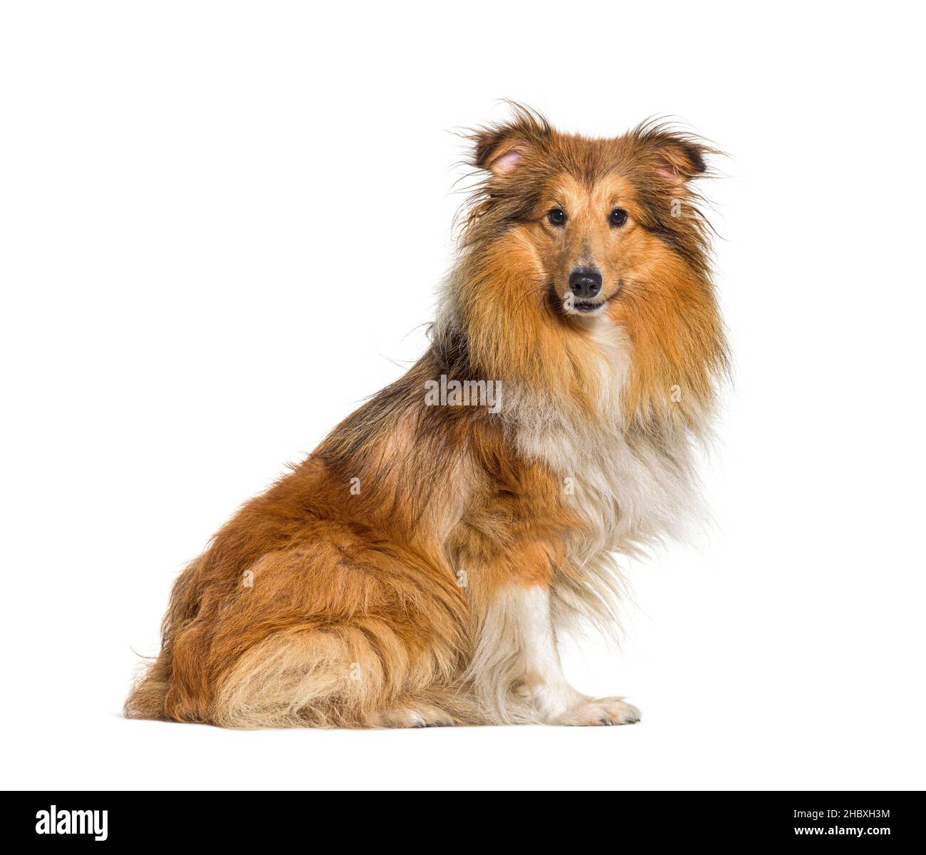 Shetland Sheepdog, Sheltie dog, looking at camera, isolated on white ...