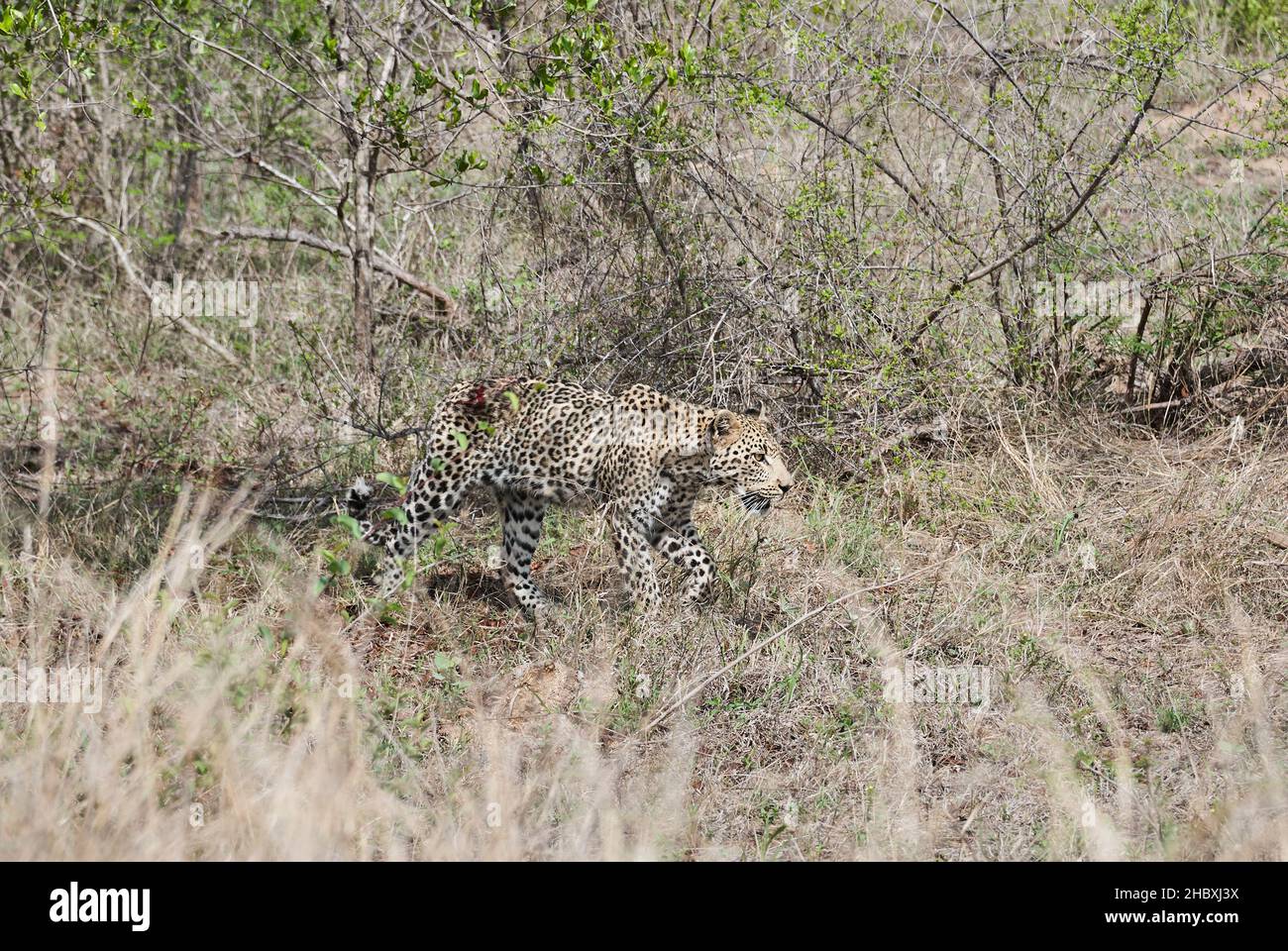 heaviliy wounded female leopard, Panthera pardus, stalking injured ...