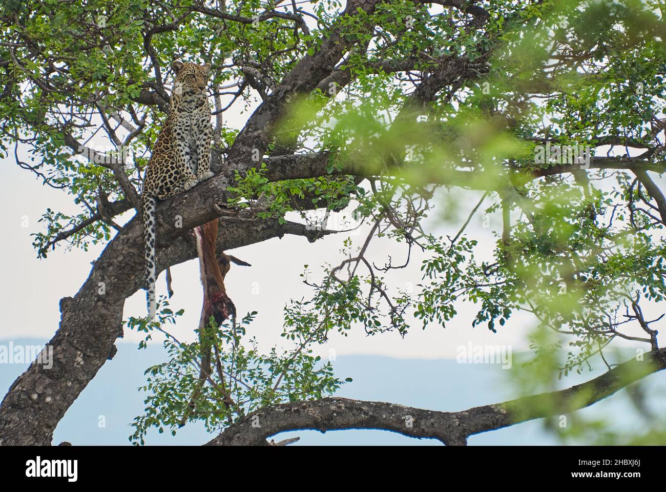 leopard, Panthera pardus, a big predator and african wild cat sitting ...