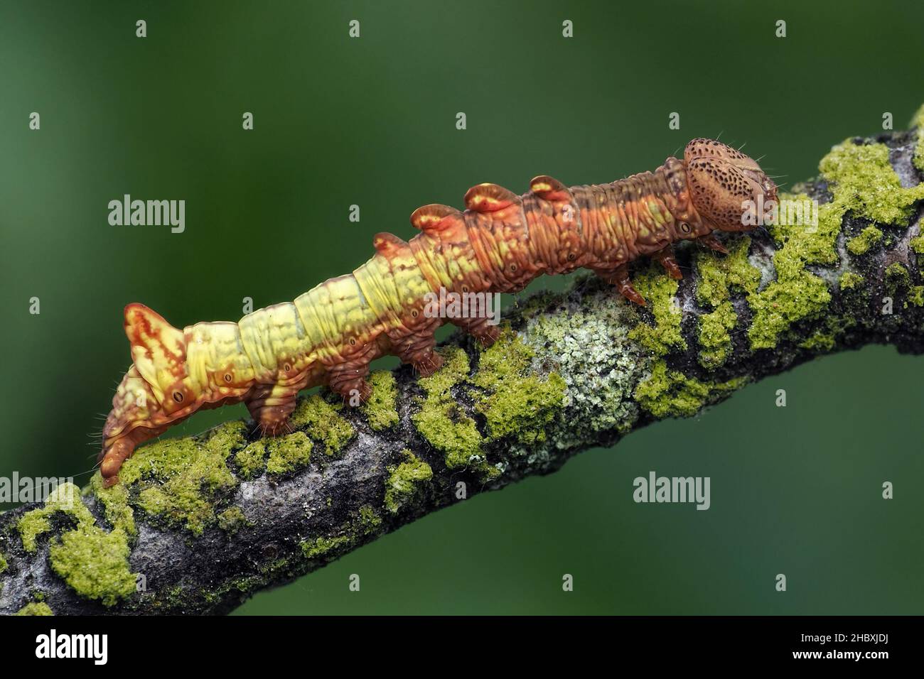 Iron Prominent moth caterpillar (Notodonta dromedarius) crawling along ...