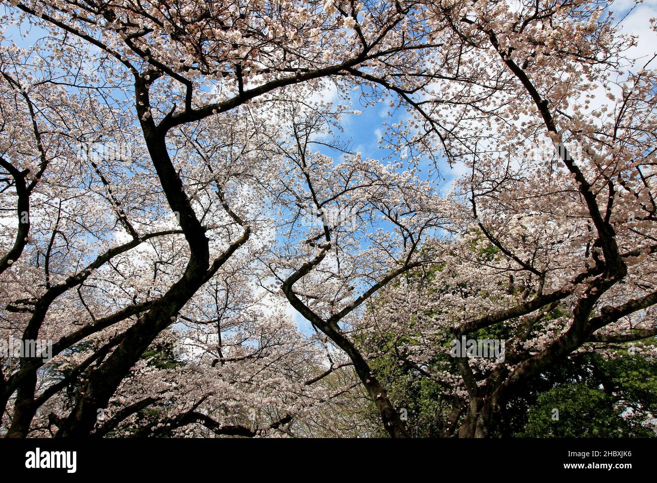 Japanese cherry blossom forest hi-res stock photography and images - Alamy