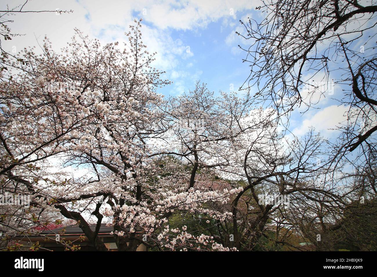 Large cherry blossom trees in the park with full bloom Stock Photo - Alamy