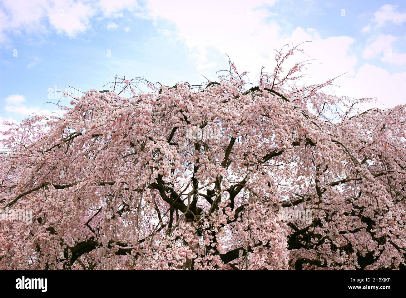 Large cherry blossom trees in the park with full bloom Stock Photo - Alamy