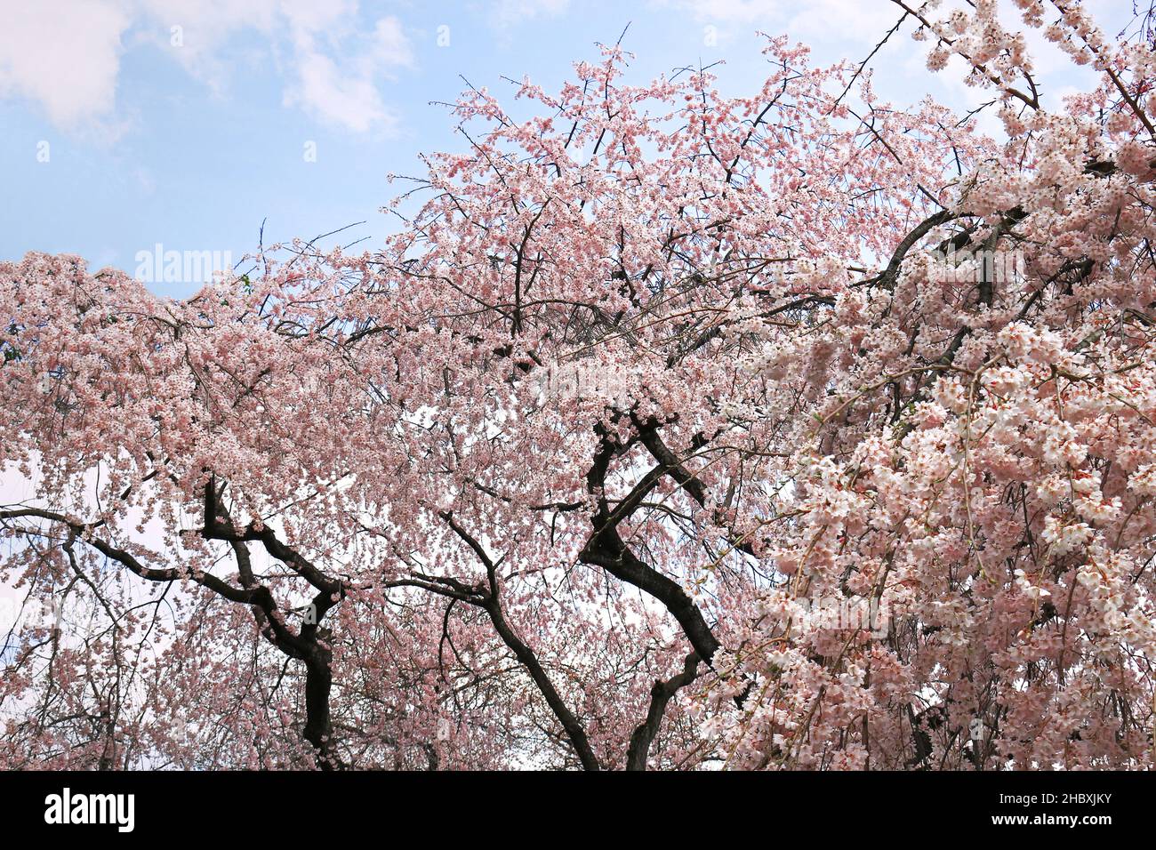 Large cherry blossom trees in the park with full bloom Stock Photo - Alamy